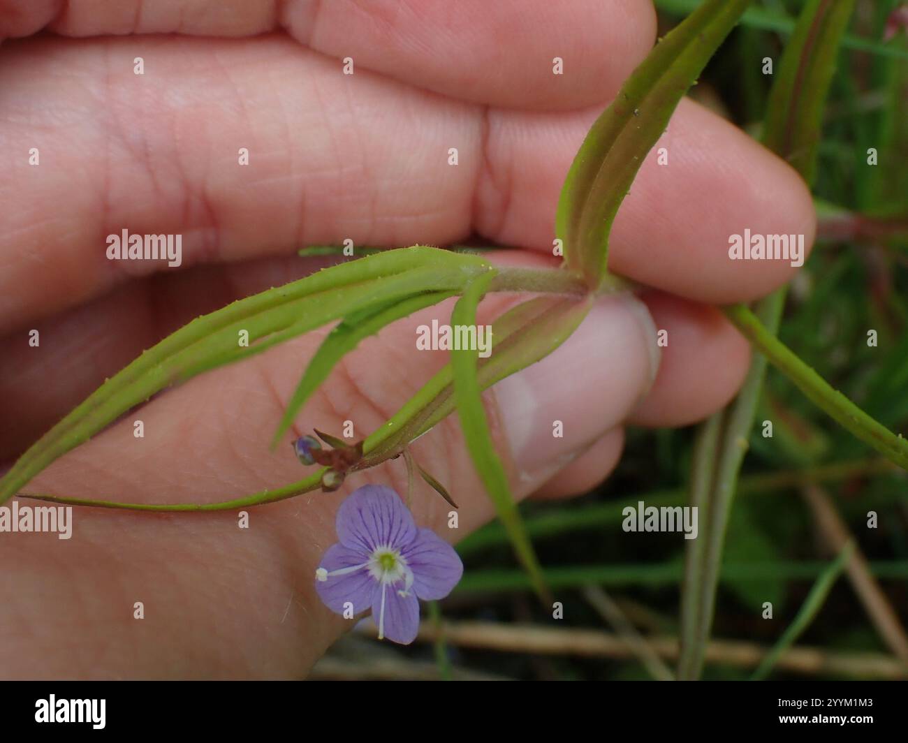 Marsh Speedwell (Veronica scutellata Stock Photo - Alamy