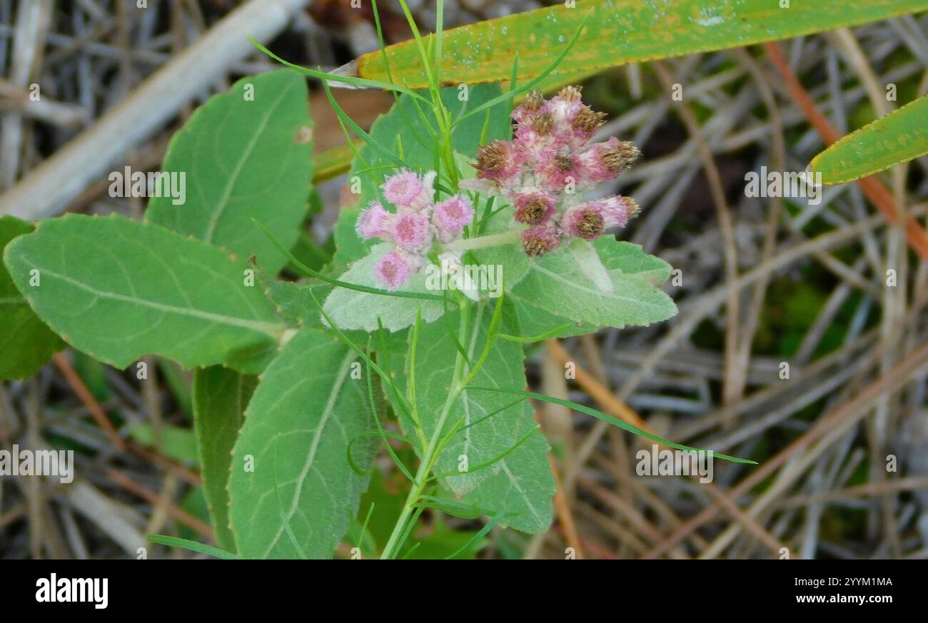 Rosy Camphorweed (Pluchea baccharis Stock Photo - Alamy