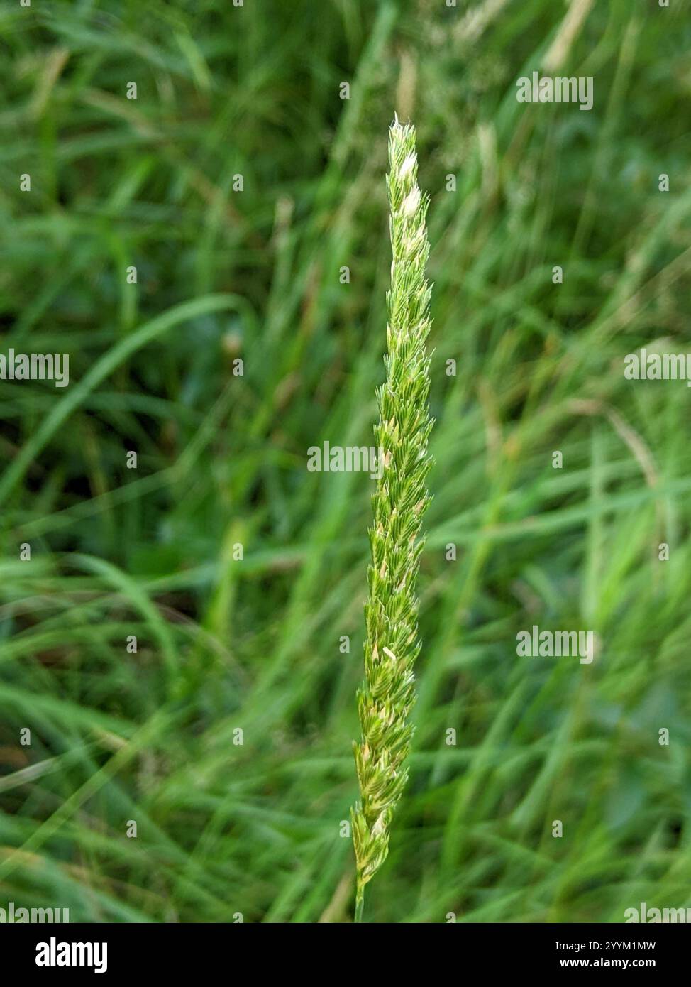 crested dogtail grass (Cynosurus cristatus Stock Photo - Alamy