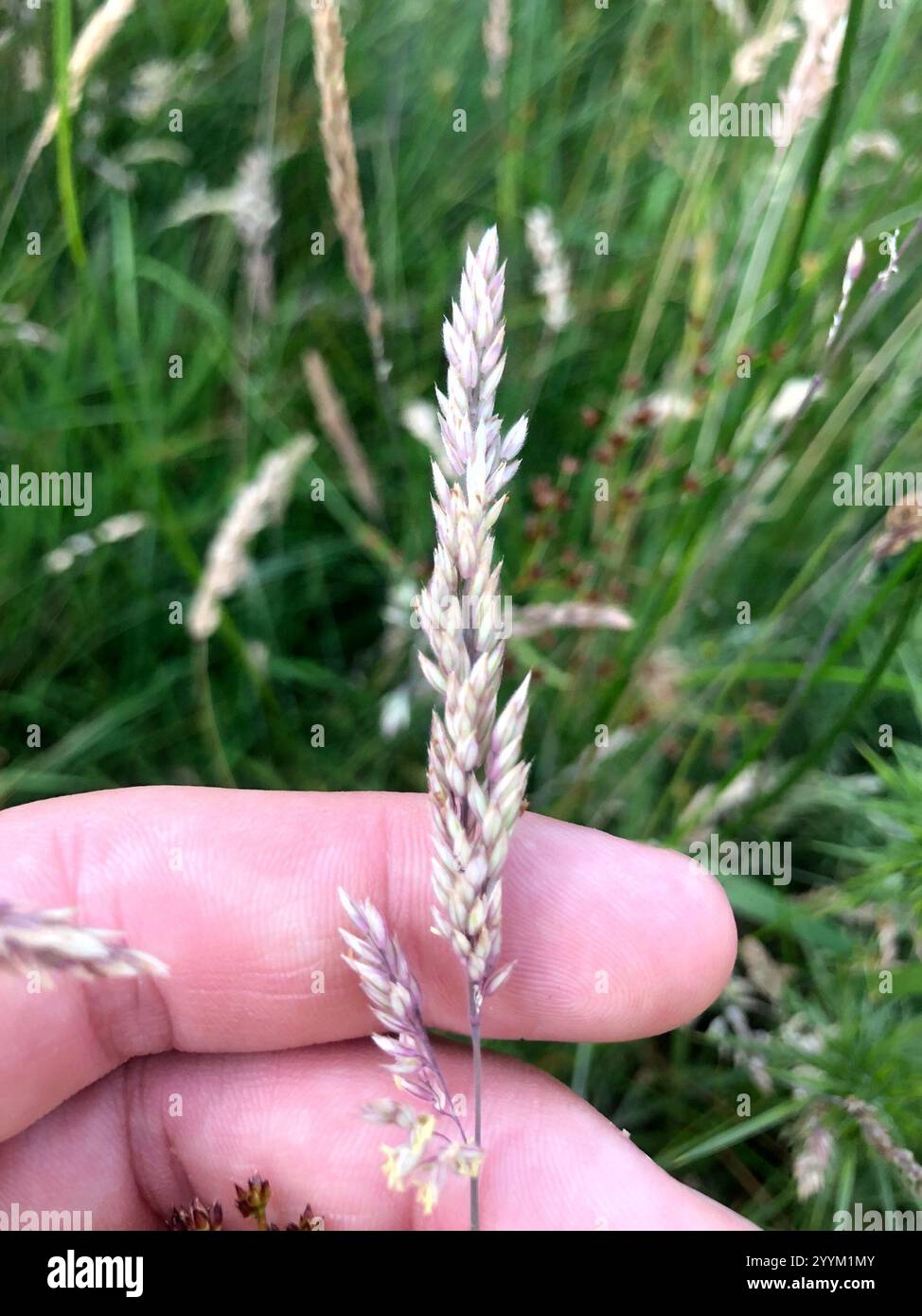 Yorkshire fog (Holcus lanatus Stock Photo - Alamy