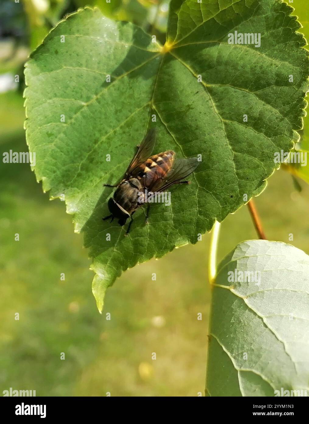 True Horse Flies (Tabanus Stock Photo - Alamy