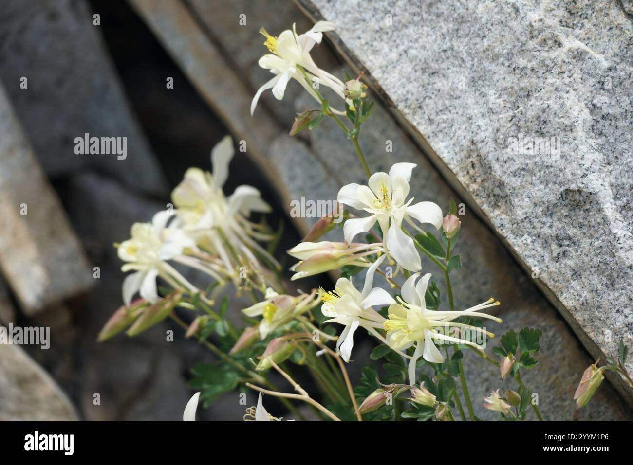 Sierra columbine hi-res stock photography and images - Alamy
