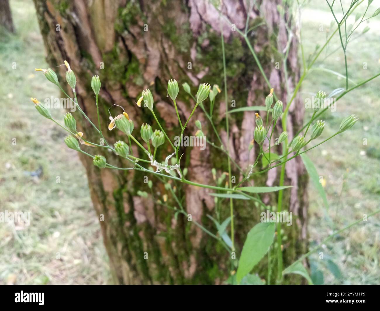 nipplewort (Lapsana communis Stock Photo - Alamy