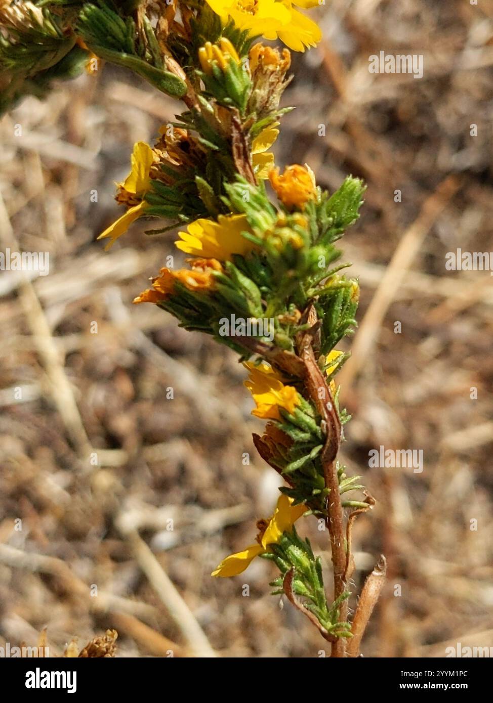 Clustered Tarweed (Deinandra fasciculata Stock Photo - Alamy