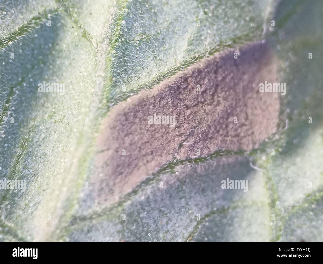 Tomato Leaf Mold (Fulvia fulva Stock Photo - Alamy