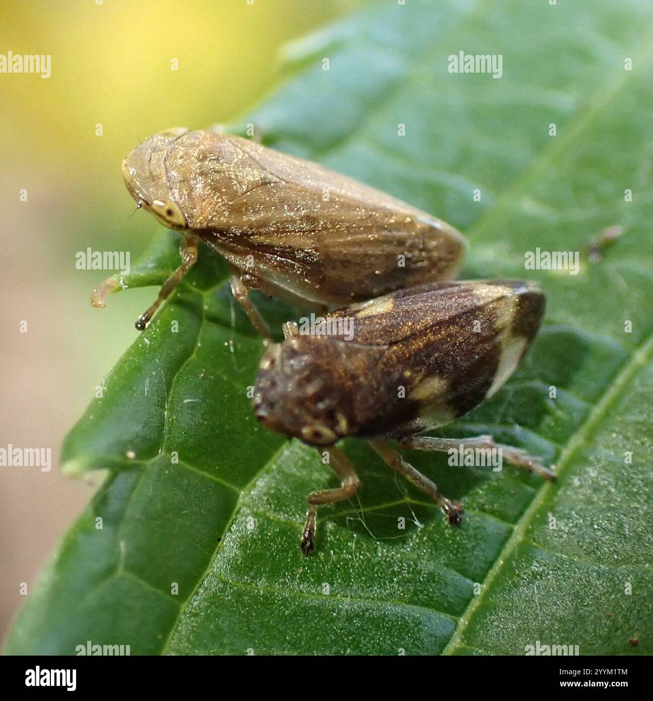 Meadow Spittlebug (Philaenus spumarius Stock Photo - Alamy