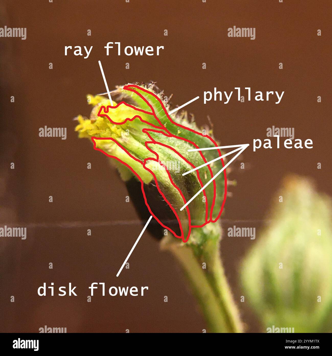 Madia sativa hi-res stock photography and images - Alamy
