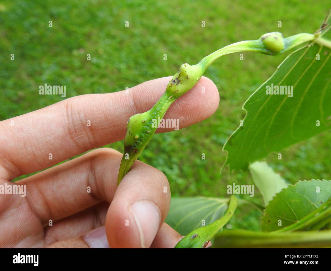 Poplar Leaf-stem Gall Aphids (Pemphigus Stock Photo - Alamy