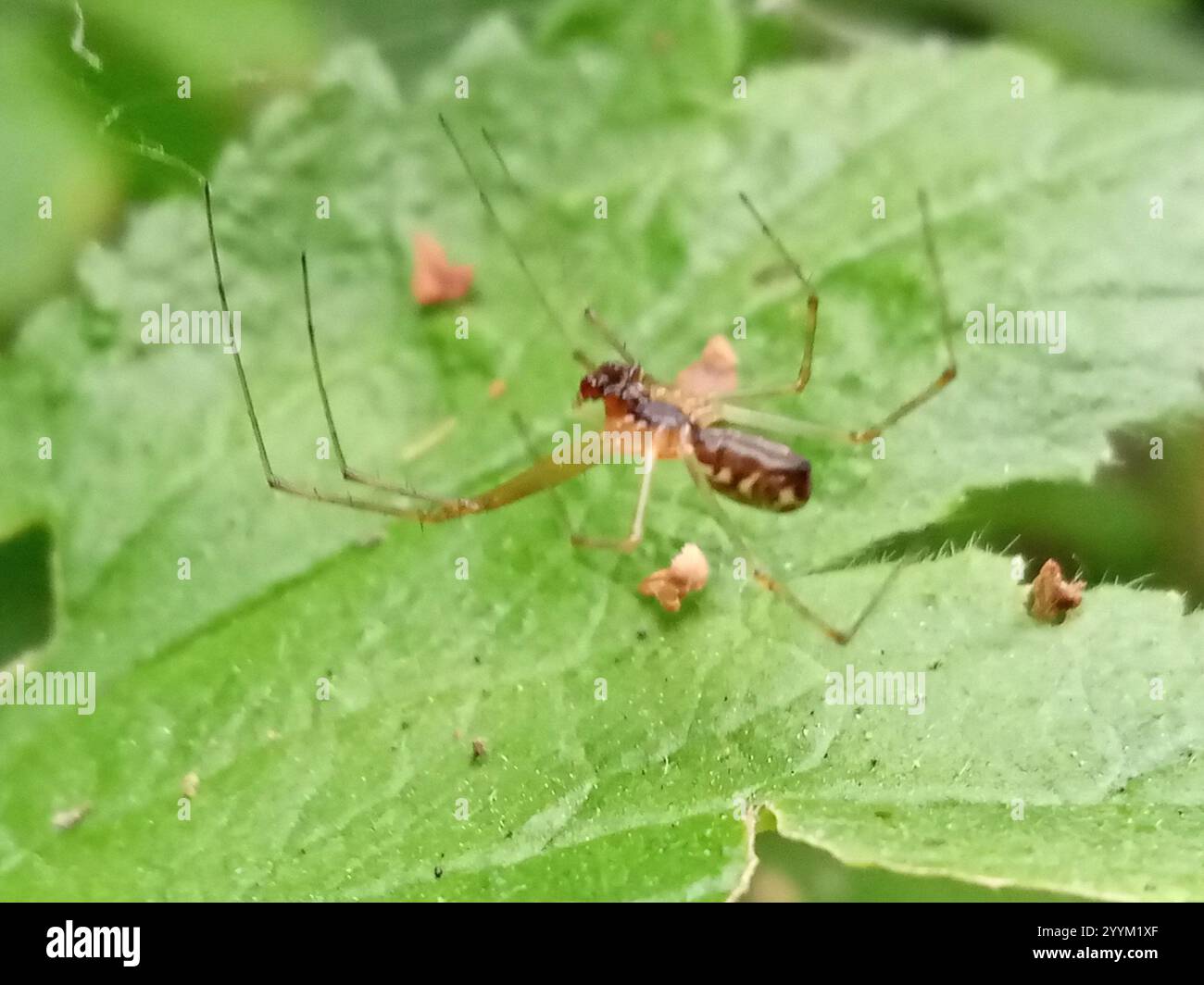 Common sheetweb spider (Linyphia triangularis Stock Photo - Alamy