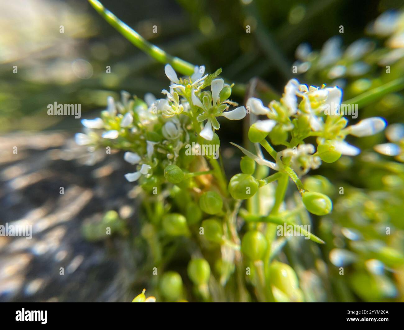 Scurvy grass (Cochlearia officinalis Stock Photo - Alamy