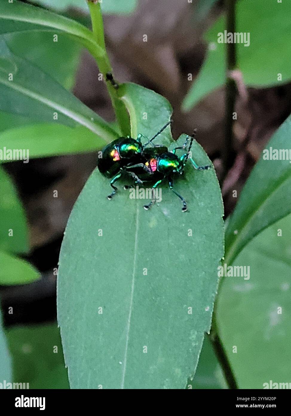 Dogbane Leaf Beetle (Chrysochus auratus Stock Photo - Alamy