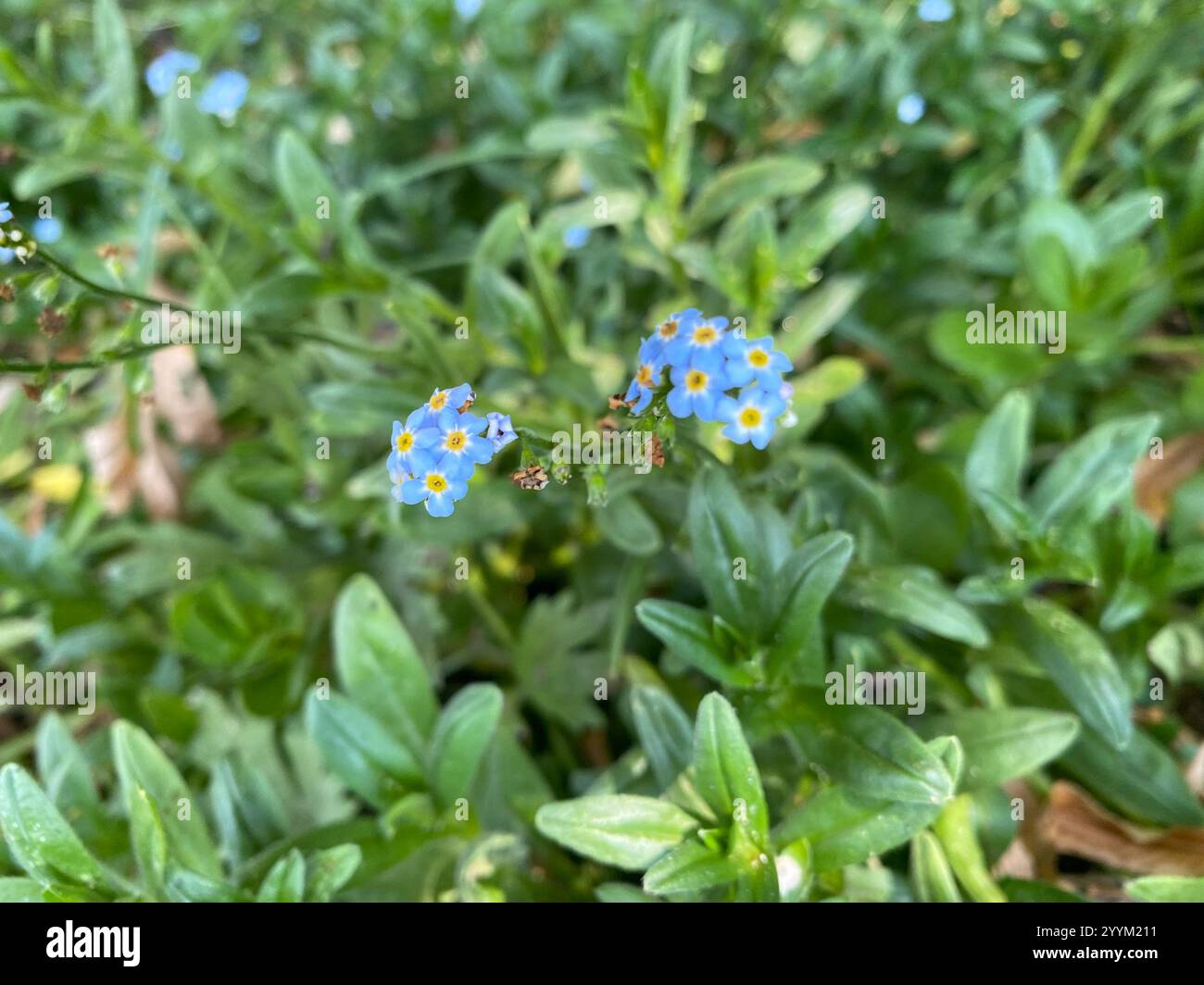 water forget-me-not (Myosotis scorpioides Stock Photo - Alamy