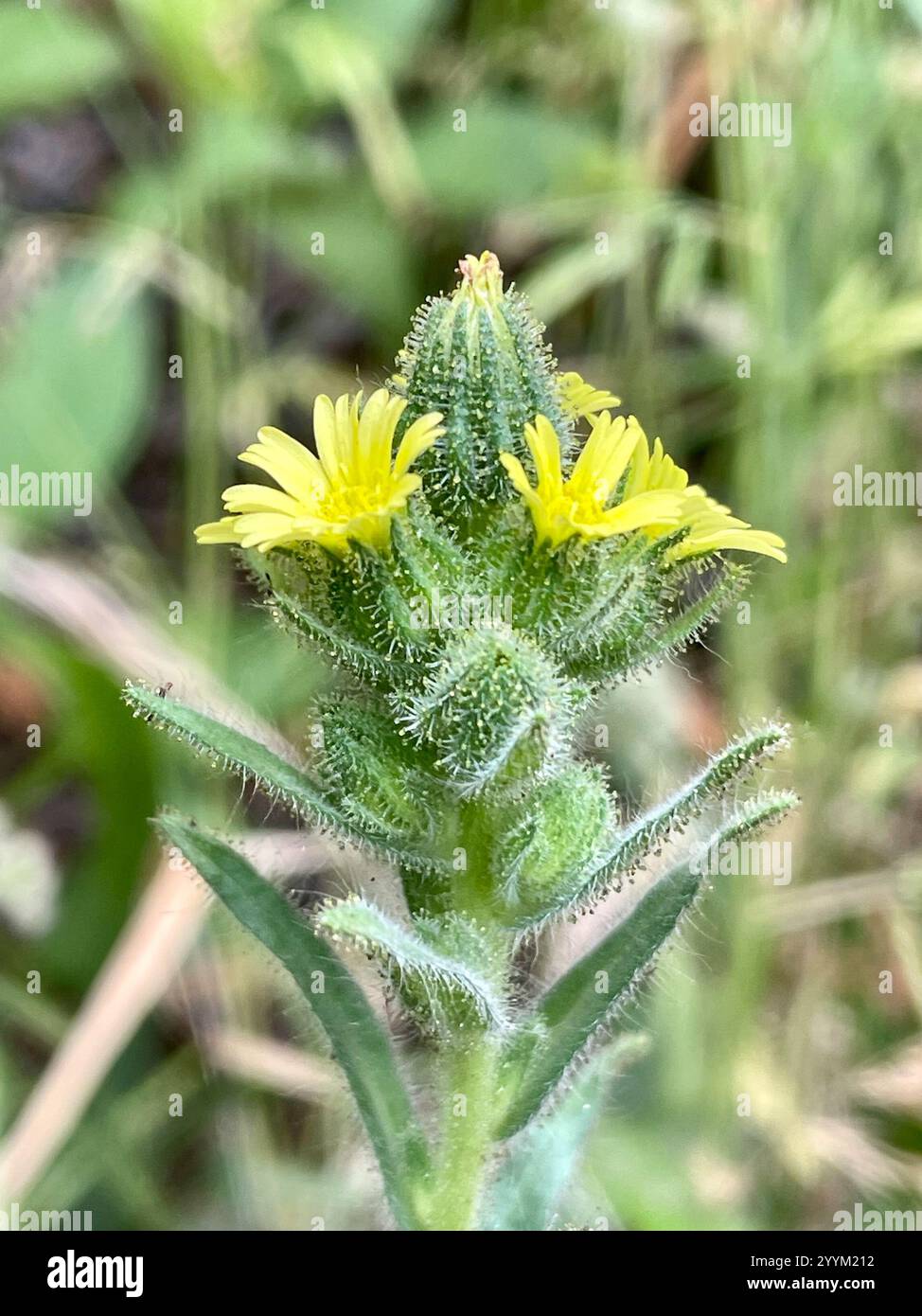 Madia sativa hi-res stock photography and images - Alamy