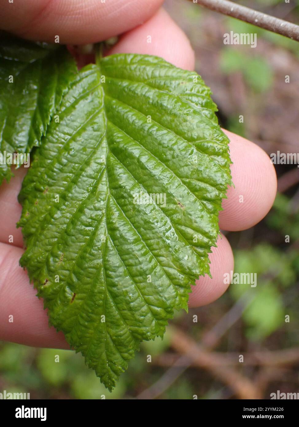Sitka Alder (Alnus alnobetula sinuata Stock Photo - Alamy