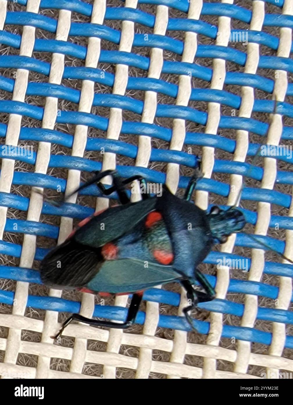 Florida Predatory Stink Bug (Euthyrhynchus floridanus Stock Photo - Alamy