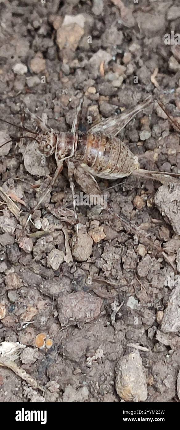 Camel Crickets, Cave Crickets, and Cave Wēta (Rhaphidophoridae Stock ...