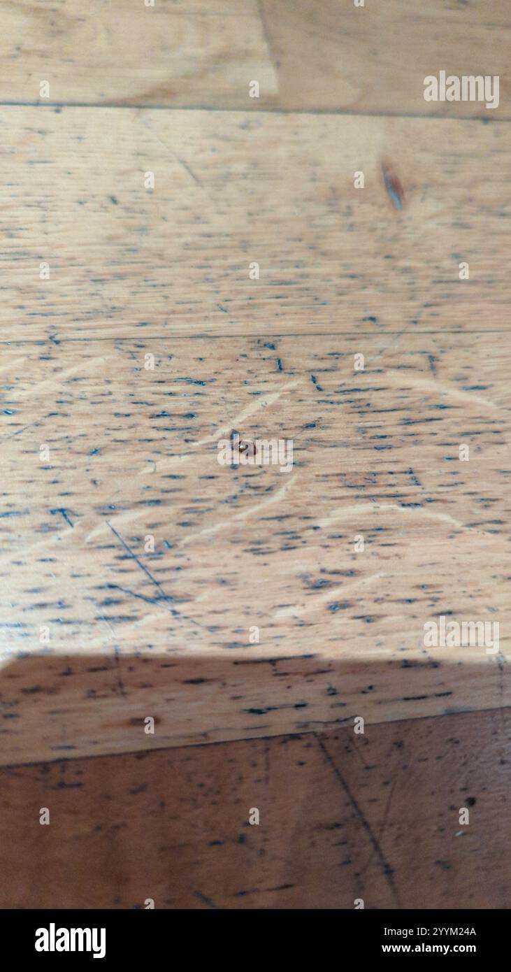 Cucujiform beetles hi-res stock photography and images - Alamy