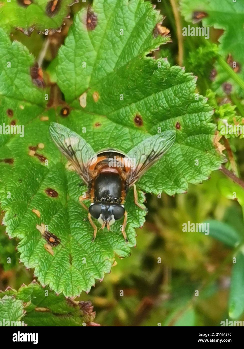Bog-dwelling Drone Fly (Eristalis cryptarum Stock Photo - Alamy