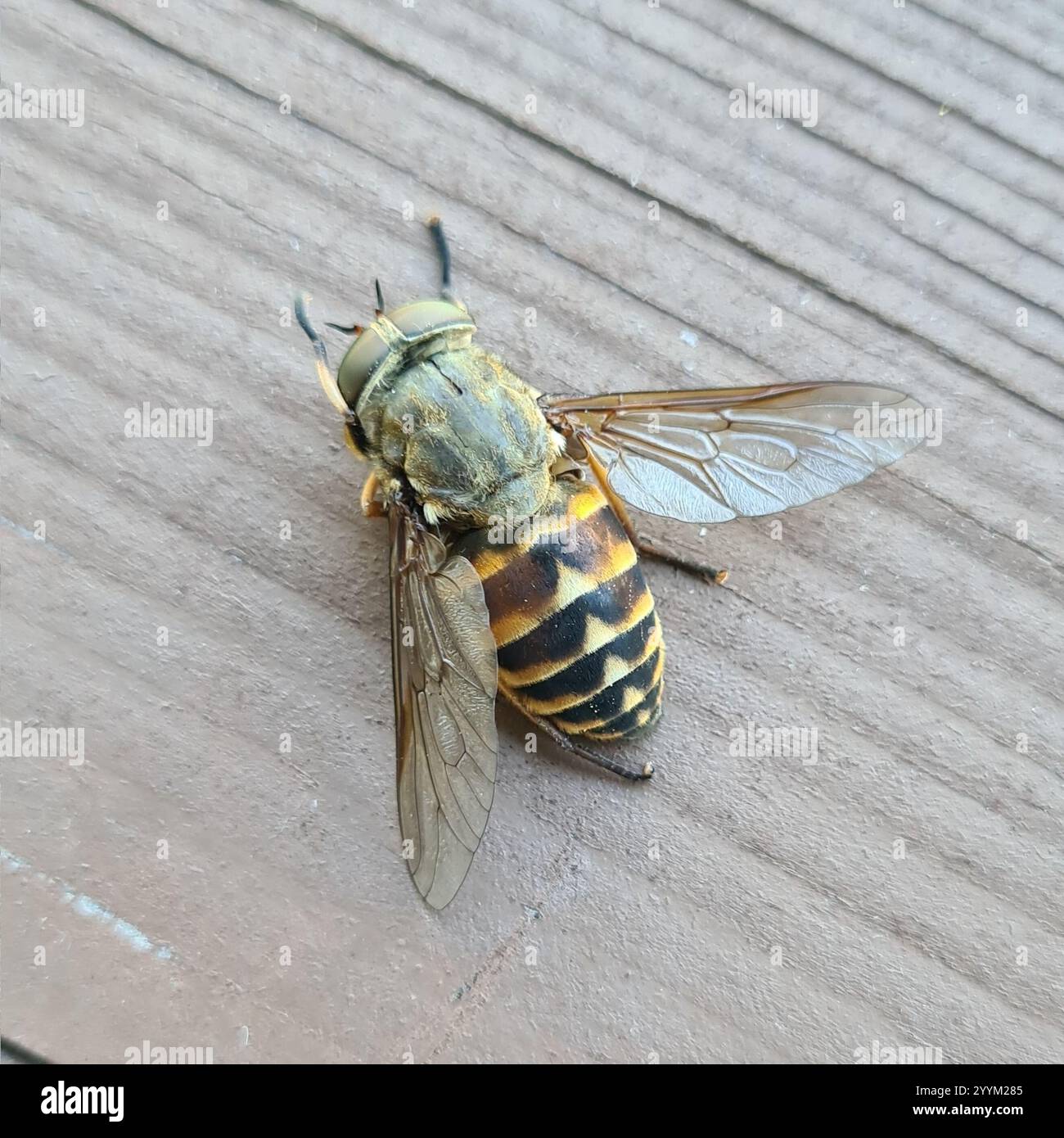 Dark Giant Horse Fly (Tabanus sudeticus Stock Photo - Alamy
