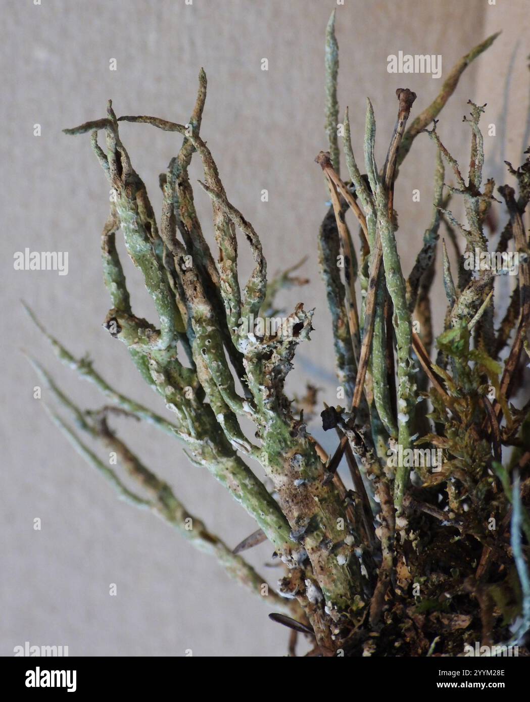 Bighorn Pixie Lichen (Cladonia cornuta cornuta Stock Photo - Alamy