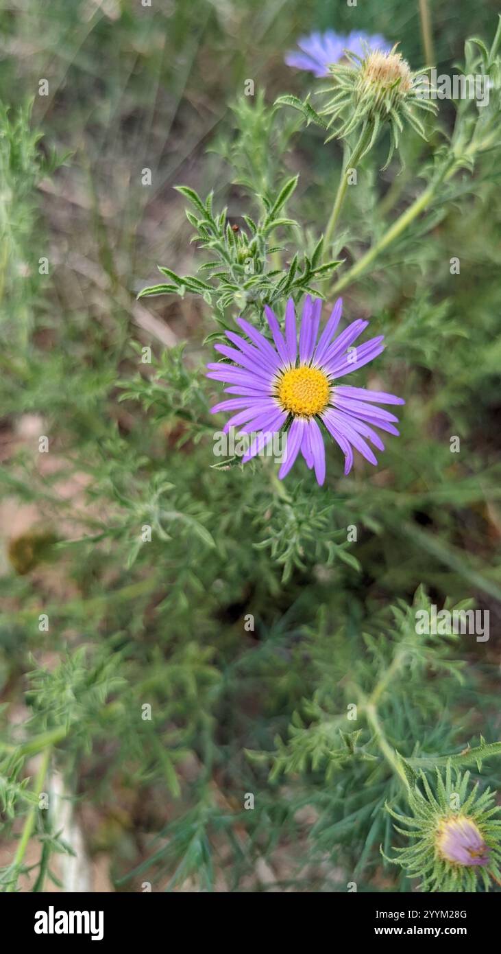 Tahoka daisy hi-res stock photography and images - Alamy