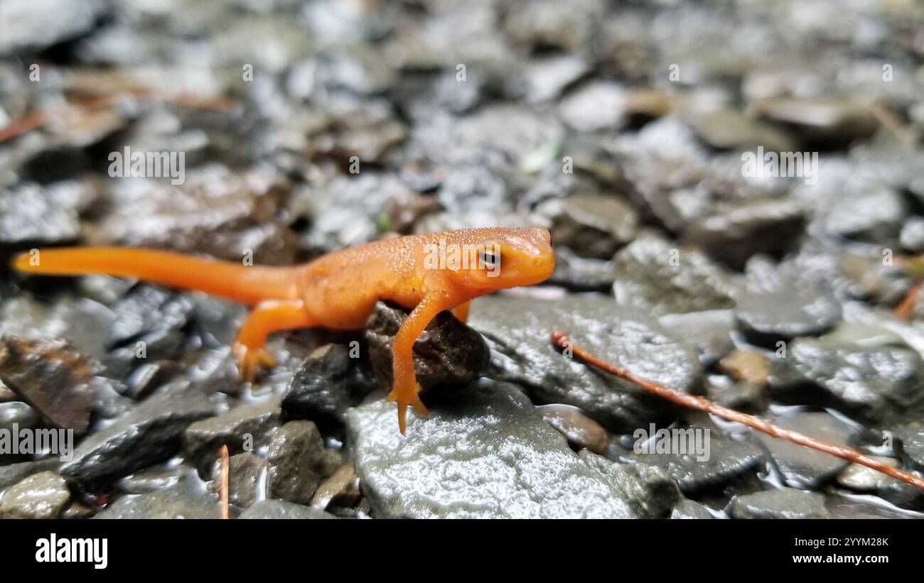 Eastern Newt (Notophthalmus viridescens Stock Photo - Alamy