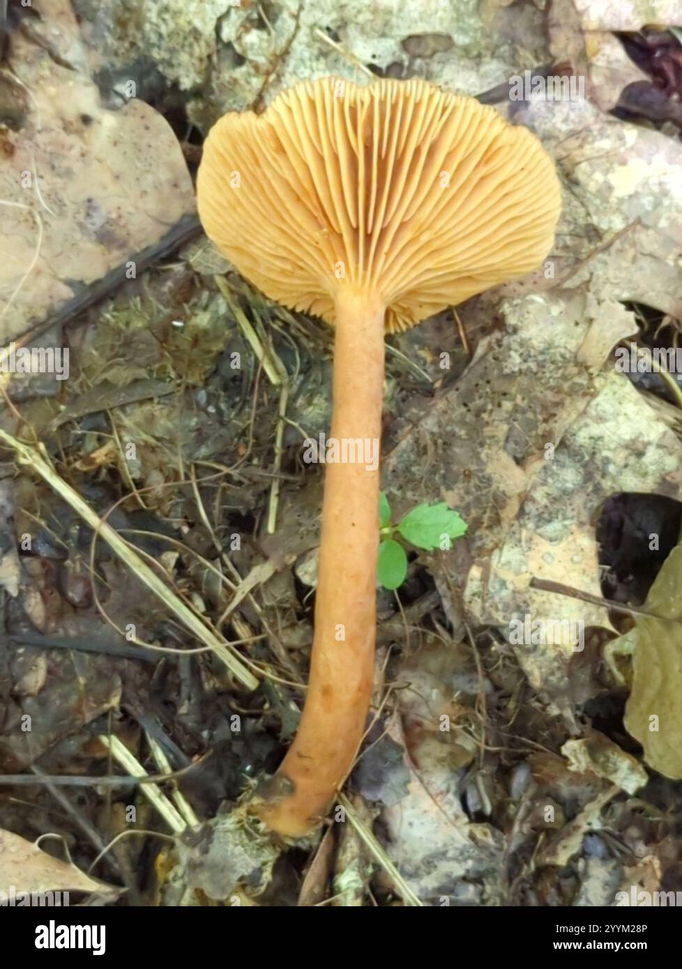 Lactarius camphoratus hi-res stock photography and images - Alamy