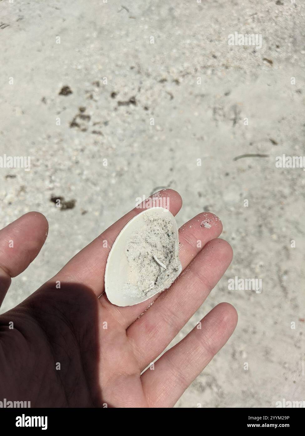 Southern Surfclam (Spisula raveneli Stock Photo - Alamy