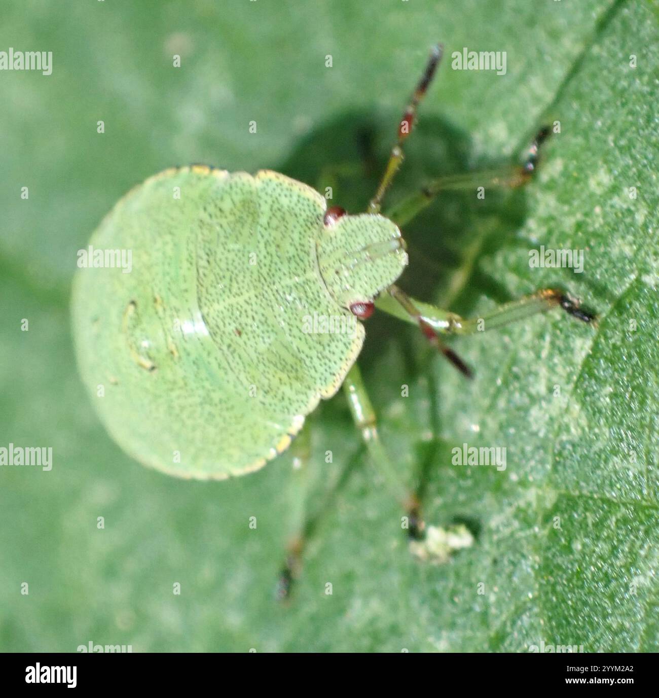Green Shield Bug (Palomena prasina Stock Photo - Alamy