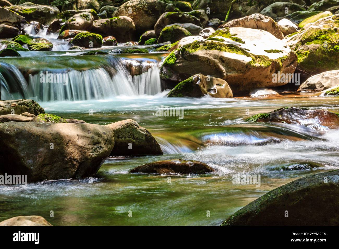 A stream of water flows over rocks in a forest. The water is clear and ...