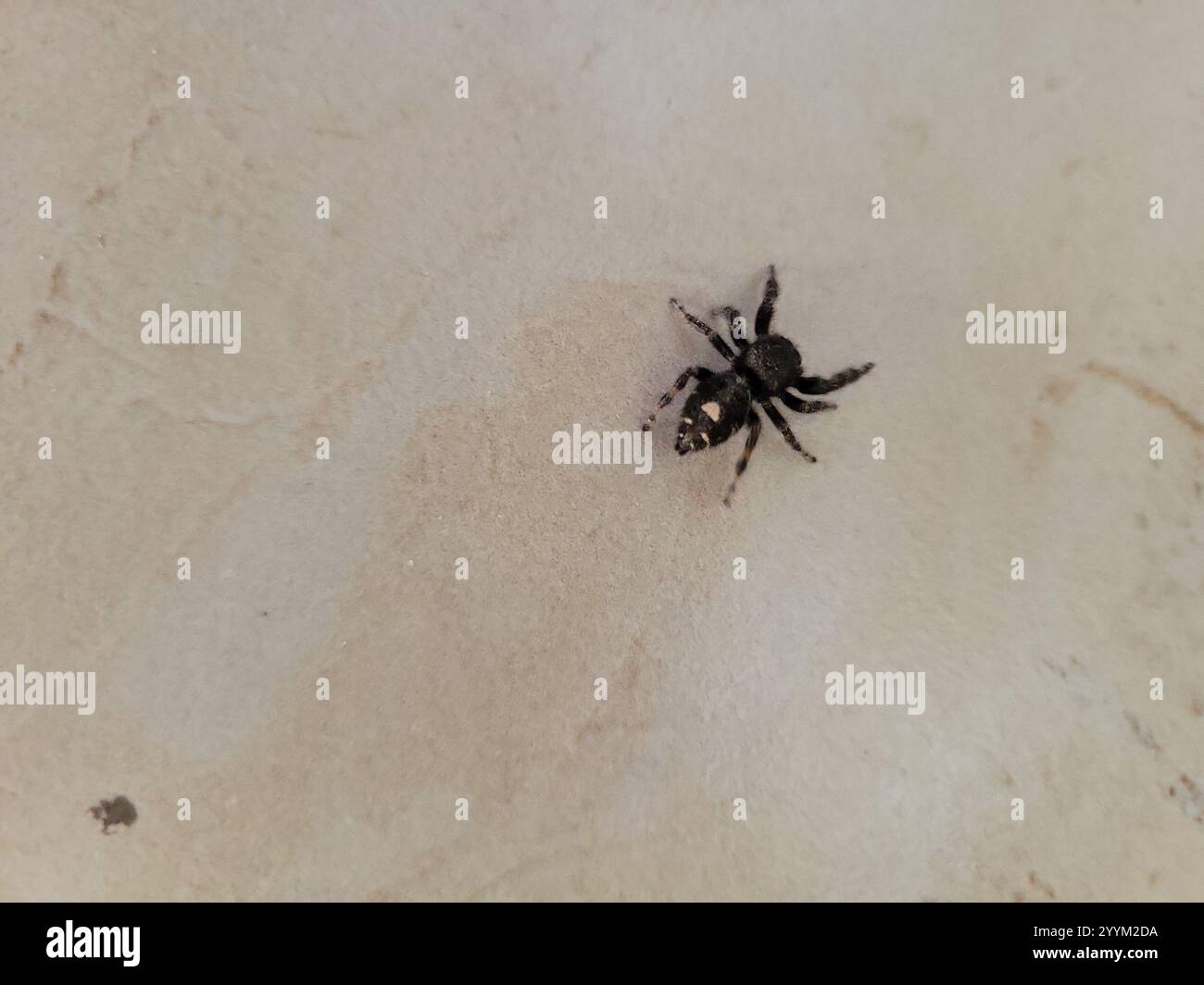 Bold Jumping Spider (Phidippus audax Stock Photo - Alamy