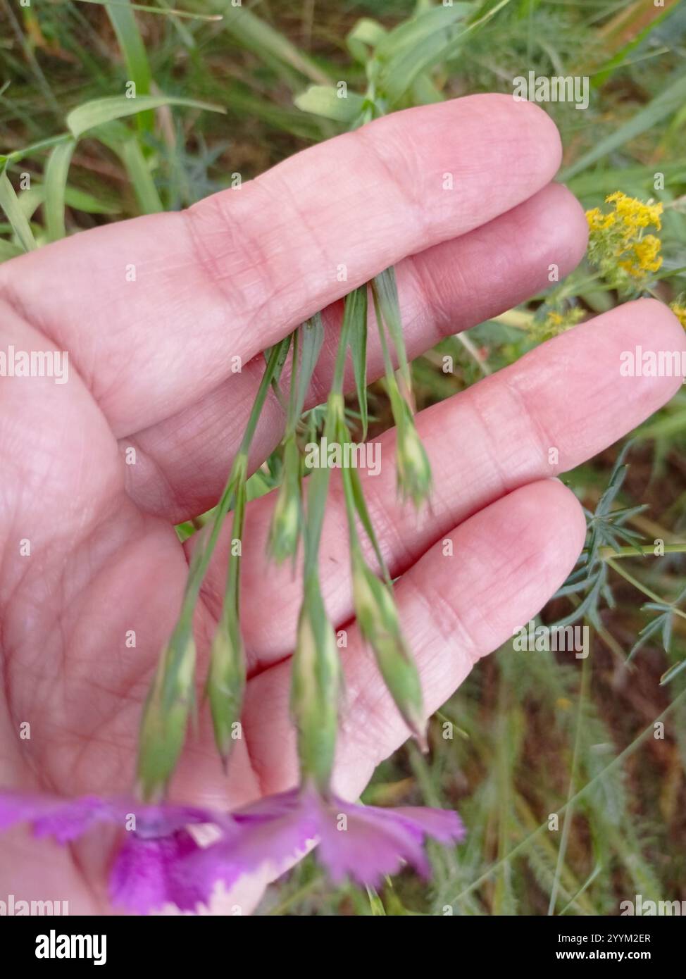 Chinese-pink (Dianthus chinensis Stock Photo - Alamy