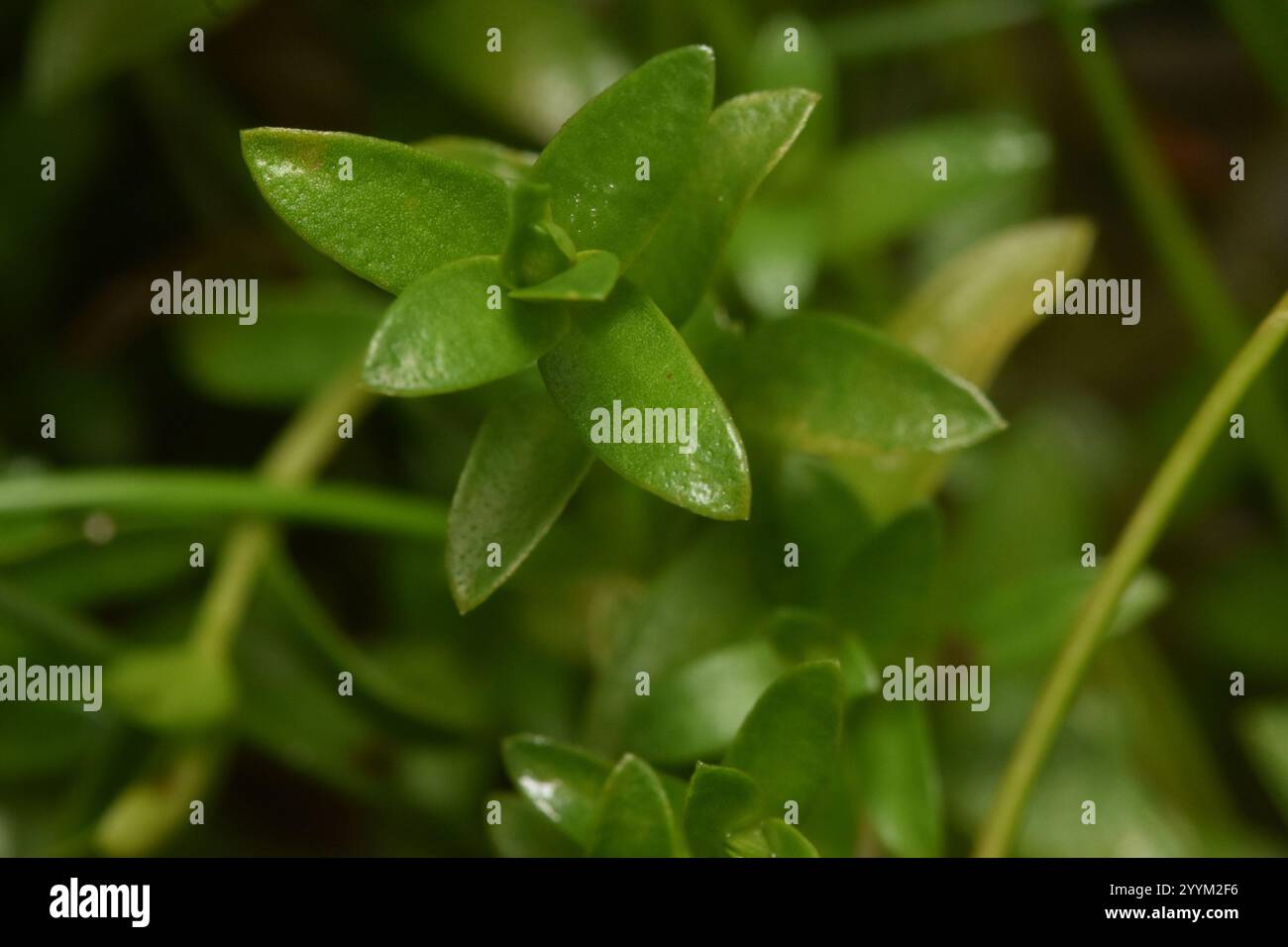 Sea Sandwort (Honckenya peploides Stock Photo - Alamy