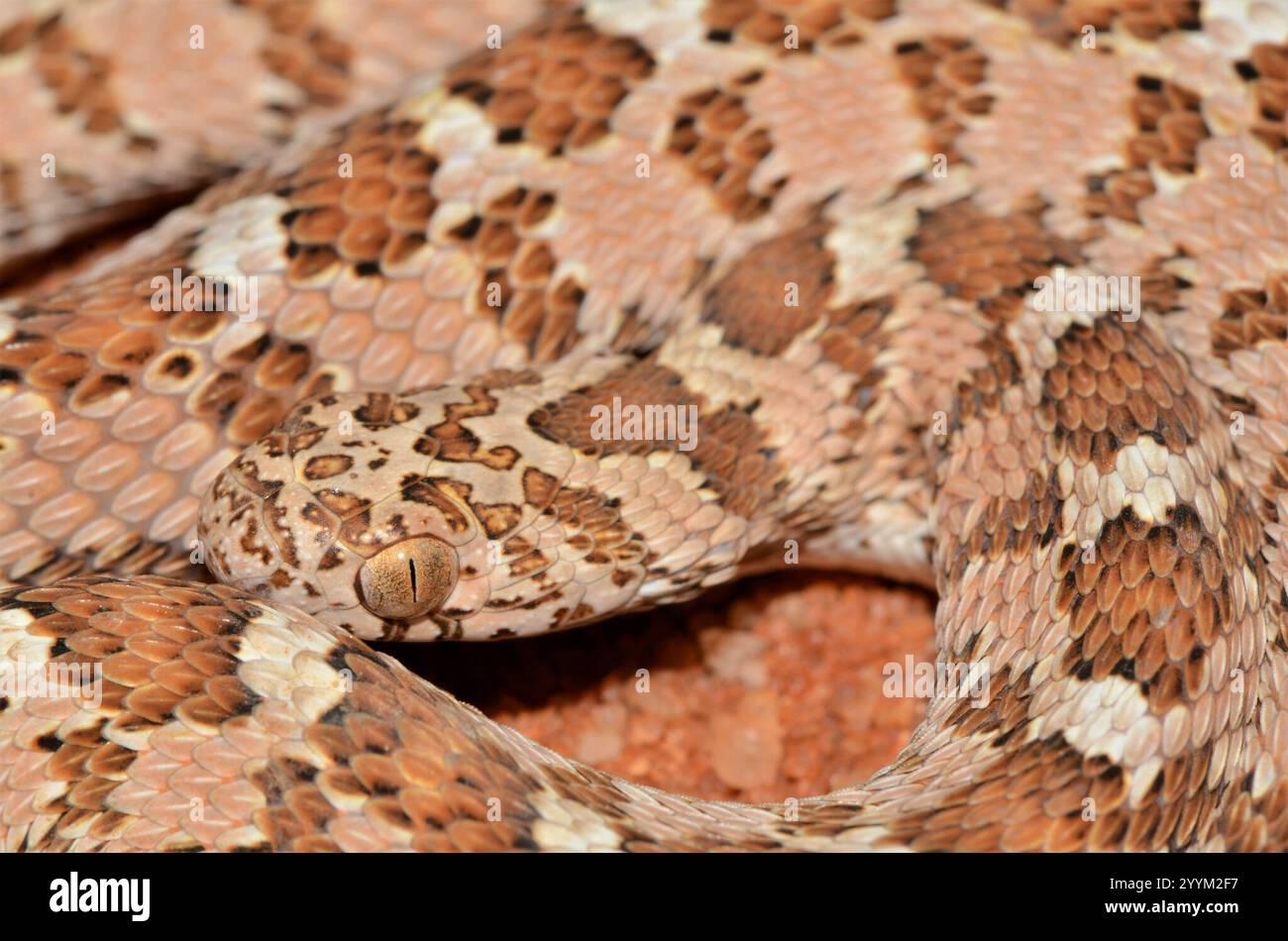 Egg-eating Snake (Dasypeltis scabra Stock Photo - Alamy