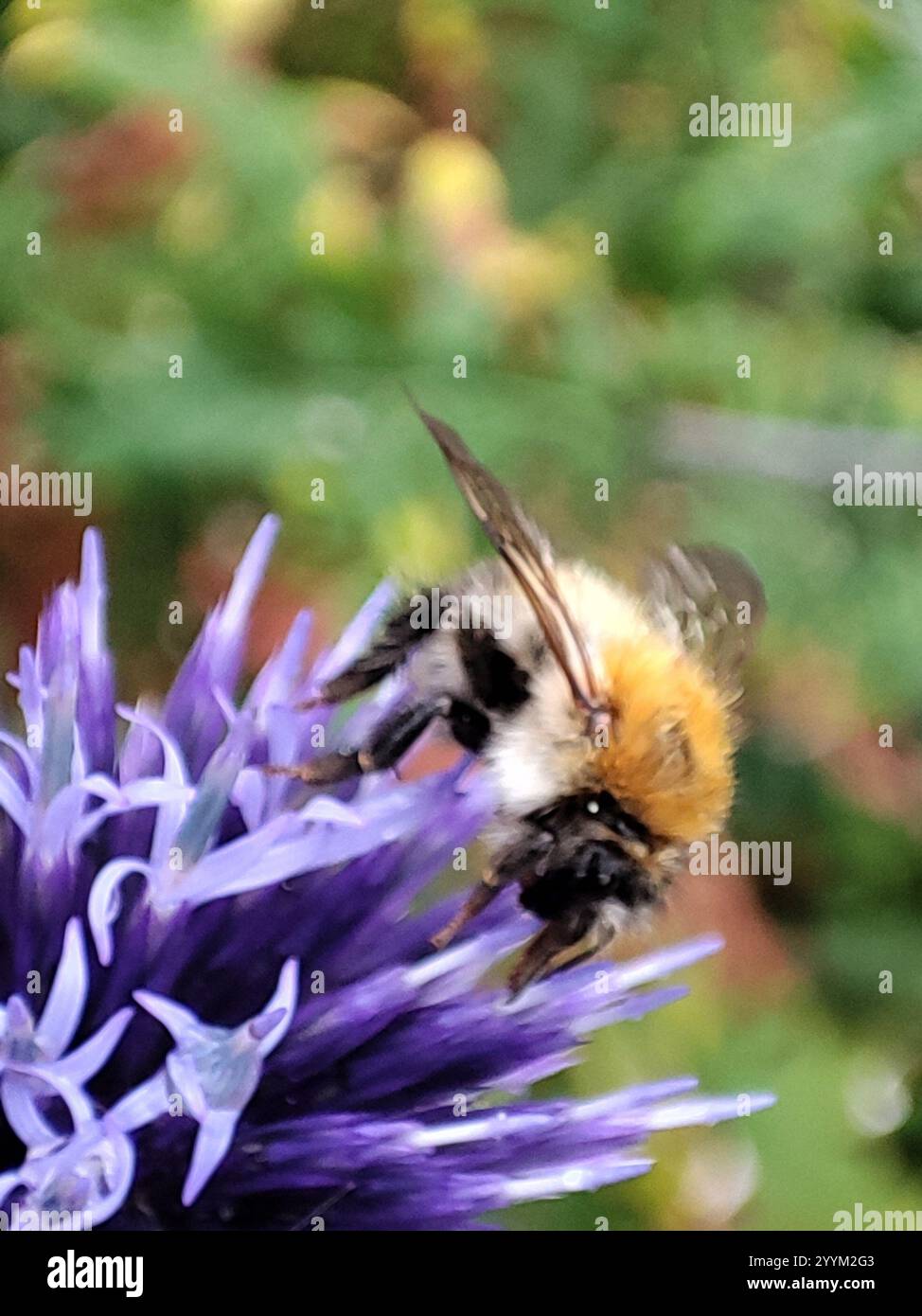 Common Carder Bumble Bee (Bombus pascuorum Stock Photo - Alamy