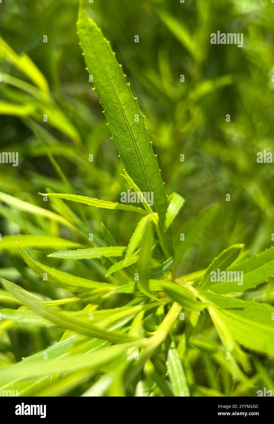 interior sandbar willow (Salix interior Stock Photo - Alamy