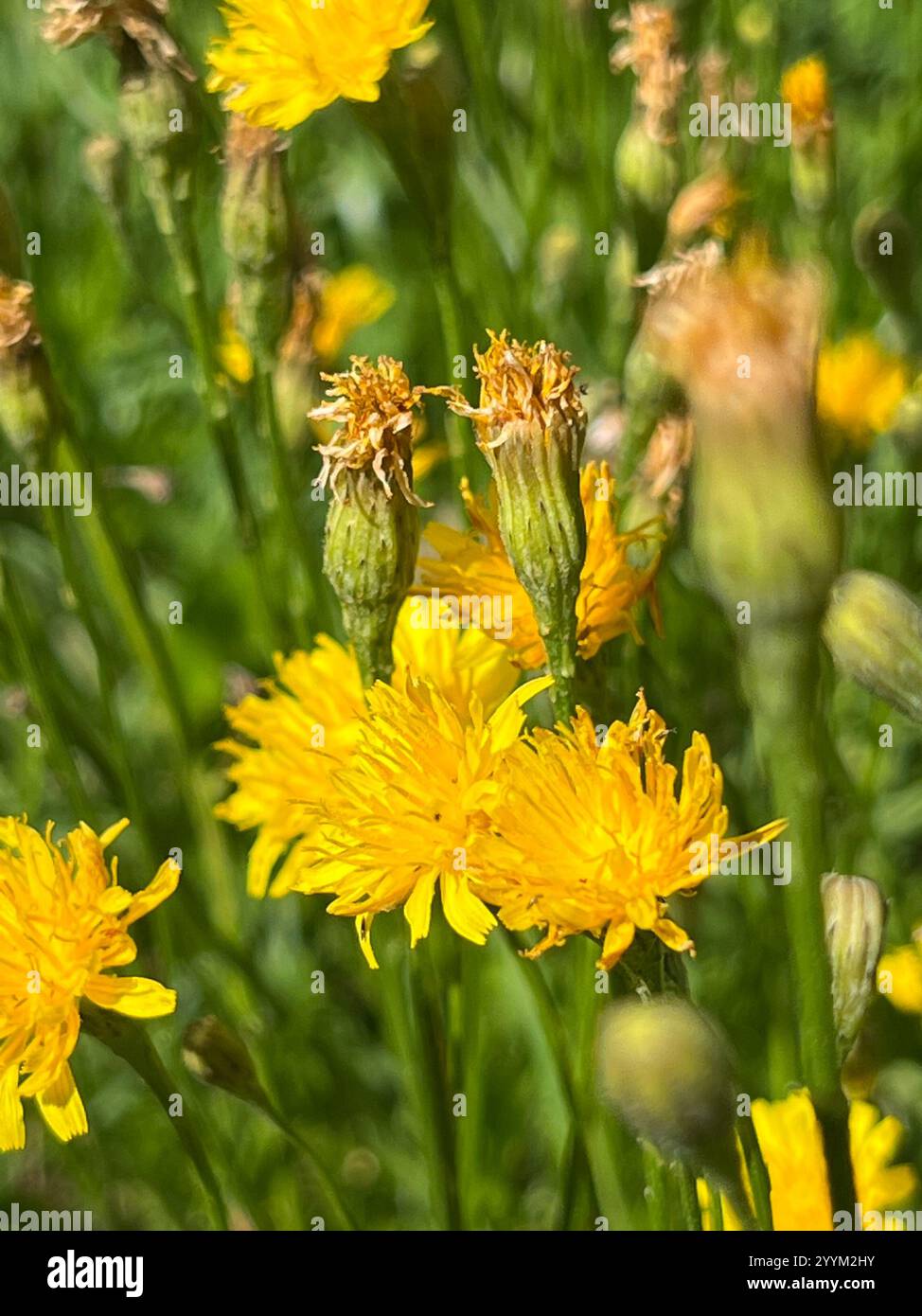 Autumn Hawkbit (Scorzoneroides autumnalis Stock Photo - Alamy