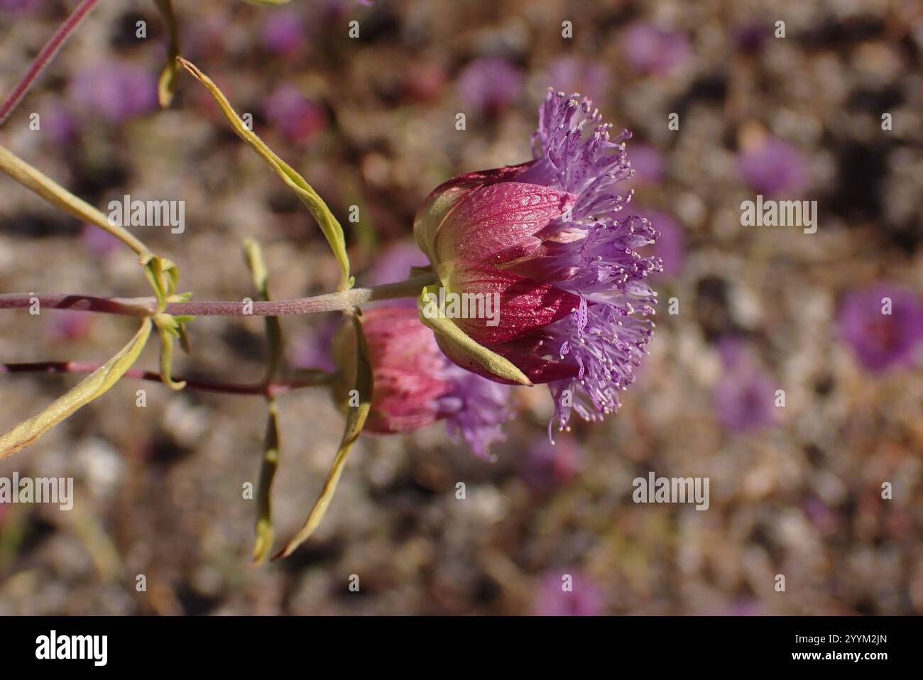 Monardella lanceolata hi-res stock photography and images - Alamy