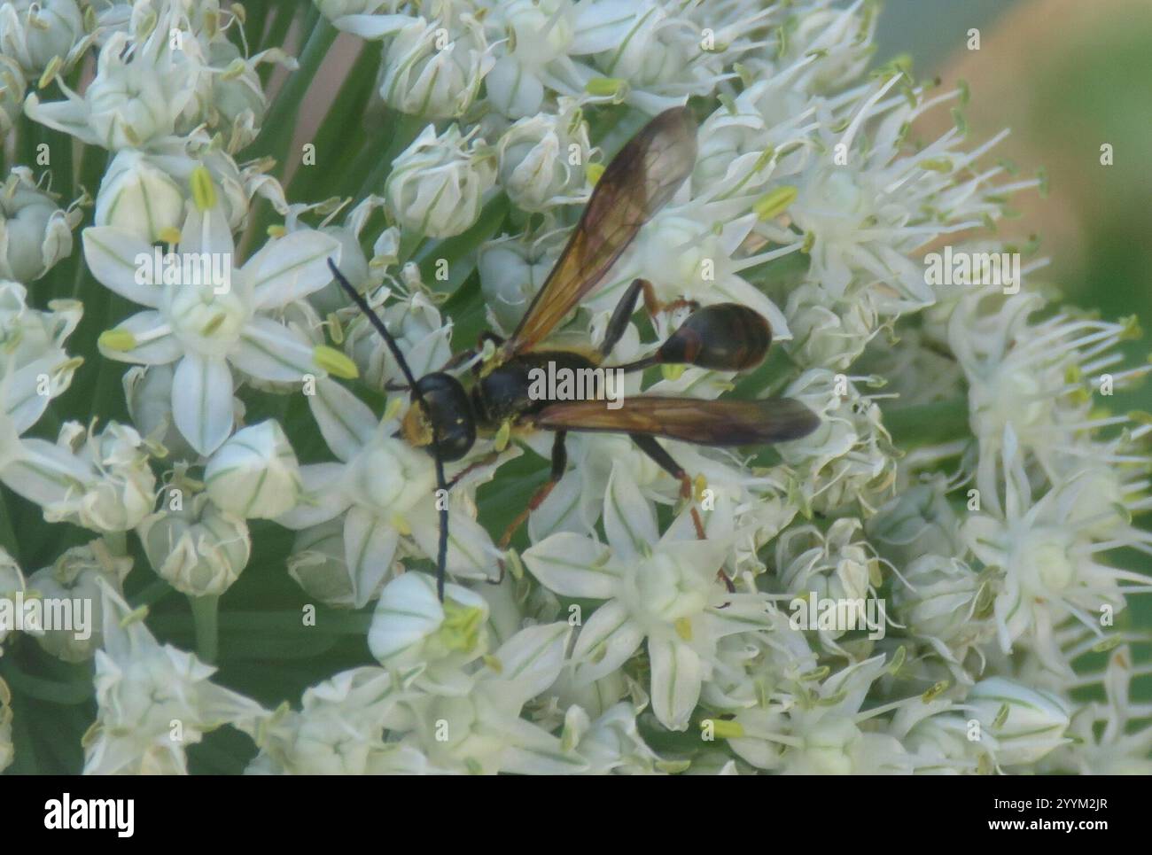 Elegant Grass-carrying Wasp (Isodontia elegans Stock Photo - Alamy
