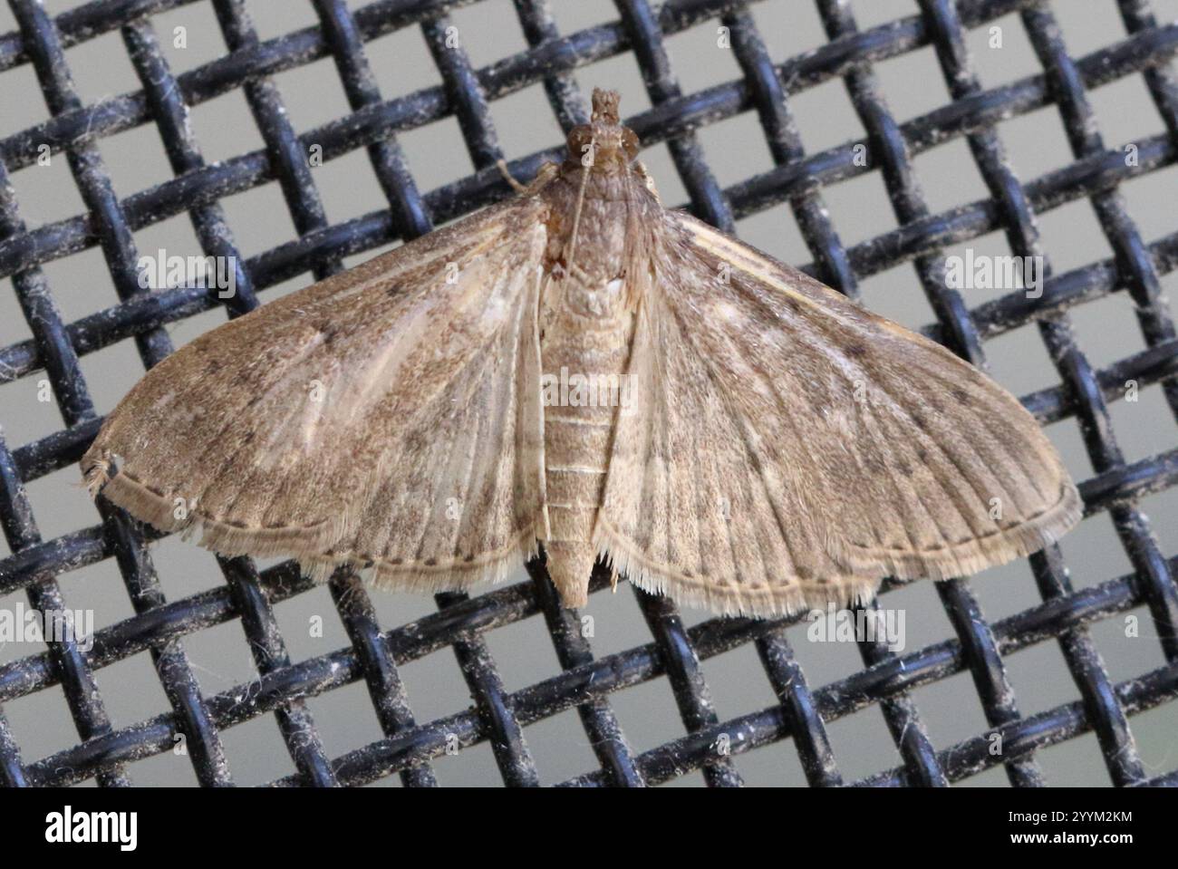 Grass Webworm Moth (Herpetogramma licarsisalis Stock Photo - Alamy