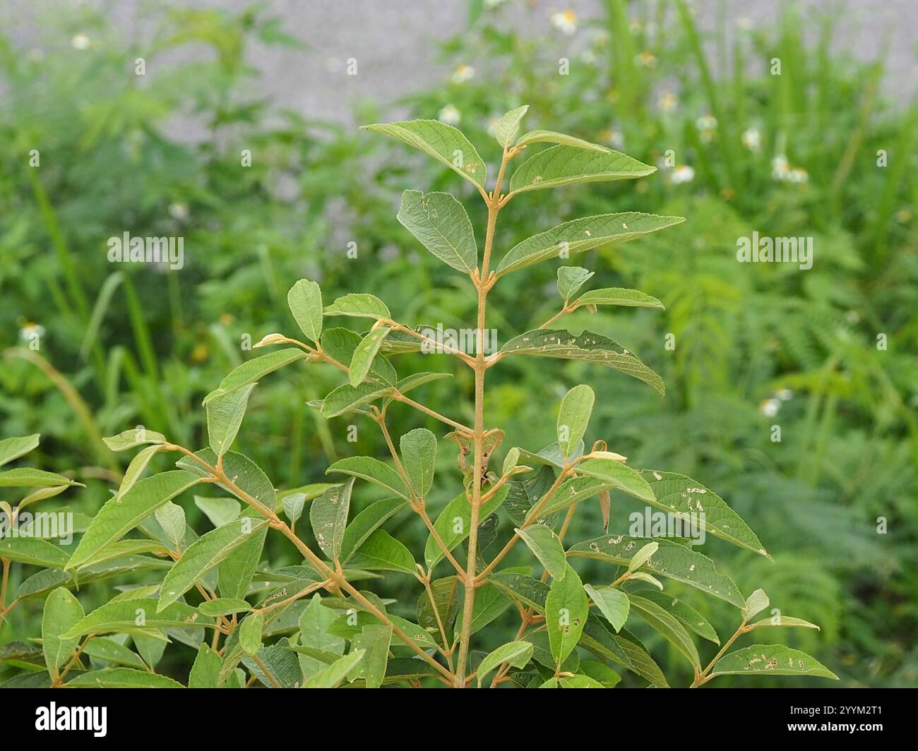 (Callicarpa formosana formosana Stock Photo - Alamy