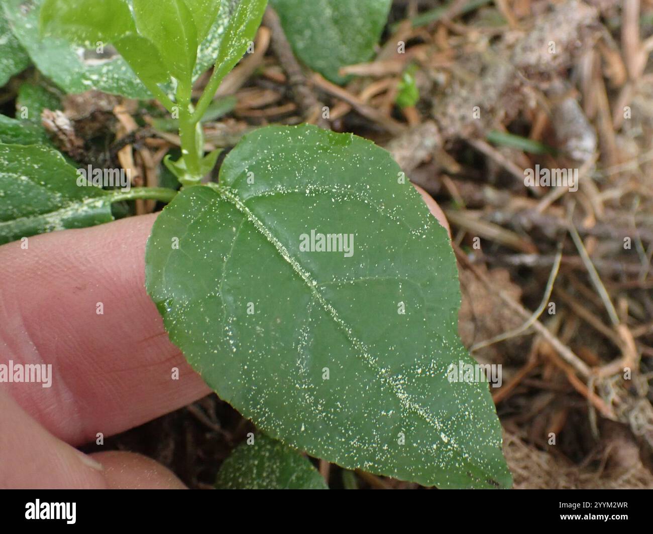 one-sided wintergreen (Orthilia secunda Stock Photo - Alamy