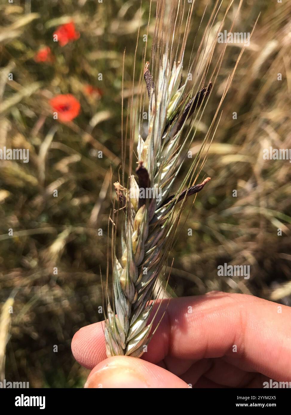 Rye Ergot (Claviceps purpurea Stock Photo - Alamy