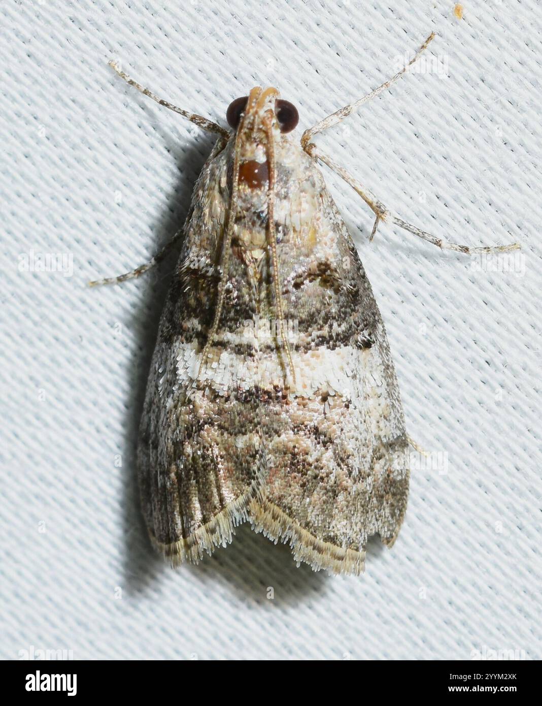 Maple Webworm Moth (Pococera asperatella Stock Photo - Alamy