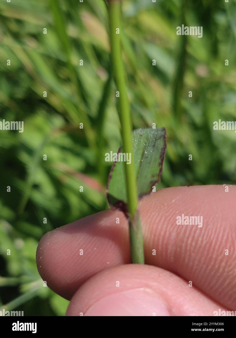 Hairy Crabgrass (Digitaria sanguinalis Stock Photo - Alamy