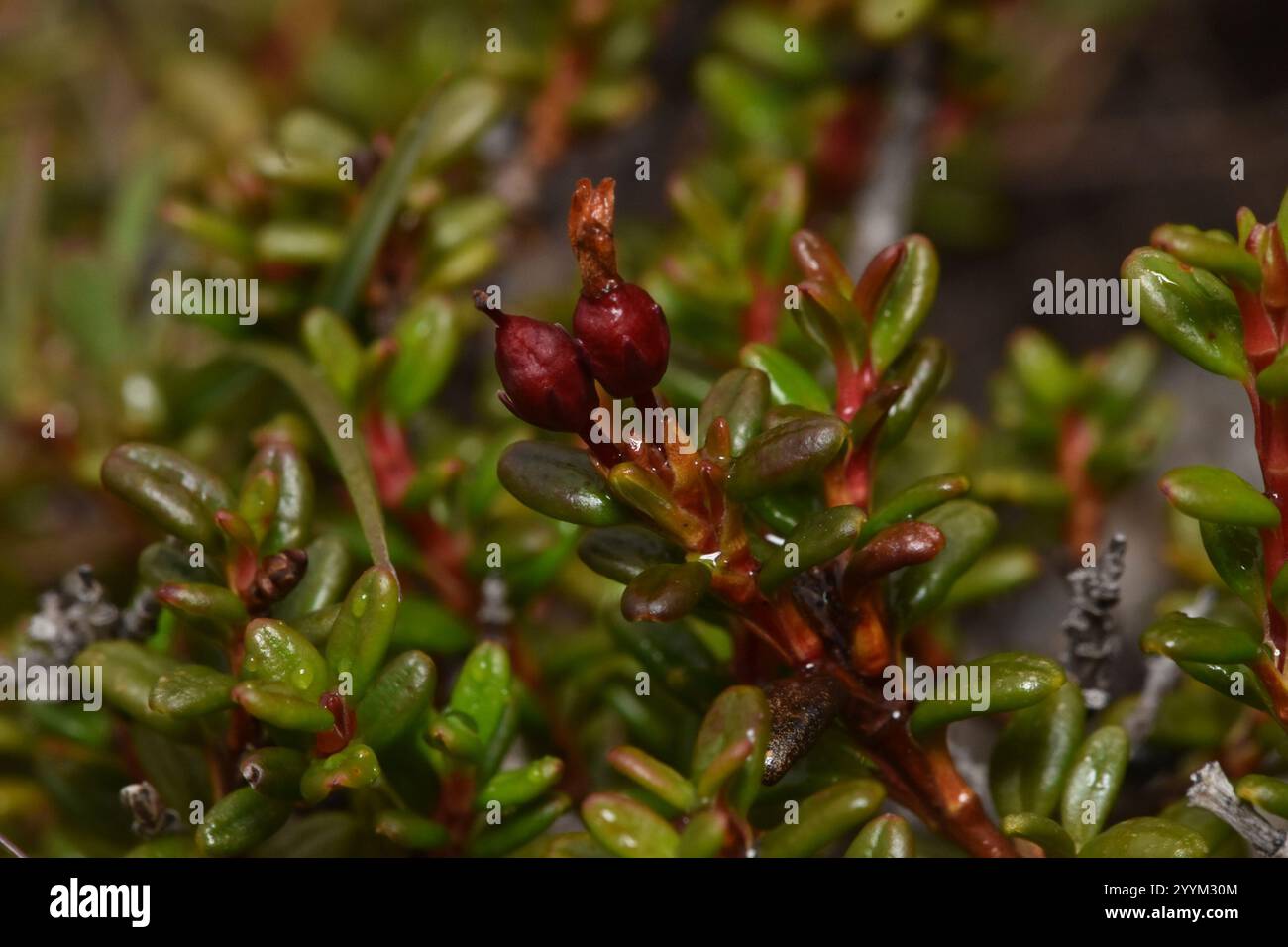 alpine azalea (Kalmia procumbens Stock Photo - Alamy