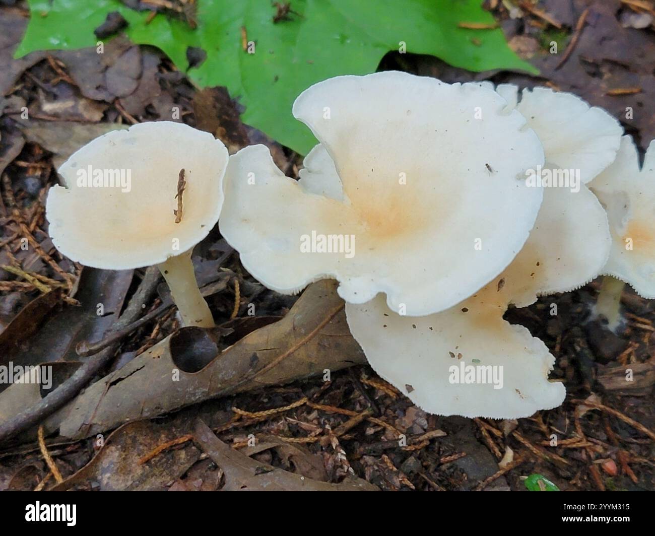 Common Funnel (Infundibulicybe gibba Stock Photo - Alamy