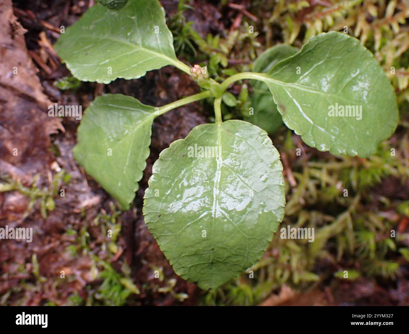 one-sided wintergreen (Orthilia secunda Stock Photo - Alamy
