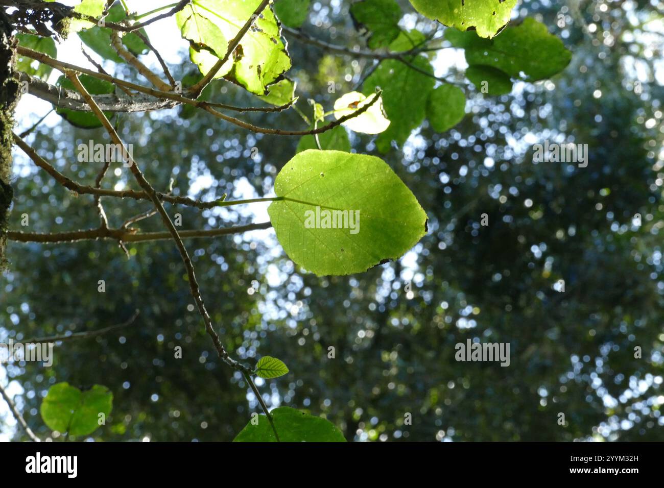 Dendrocnide excelsa hi-res stock photography and images - Alamy