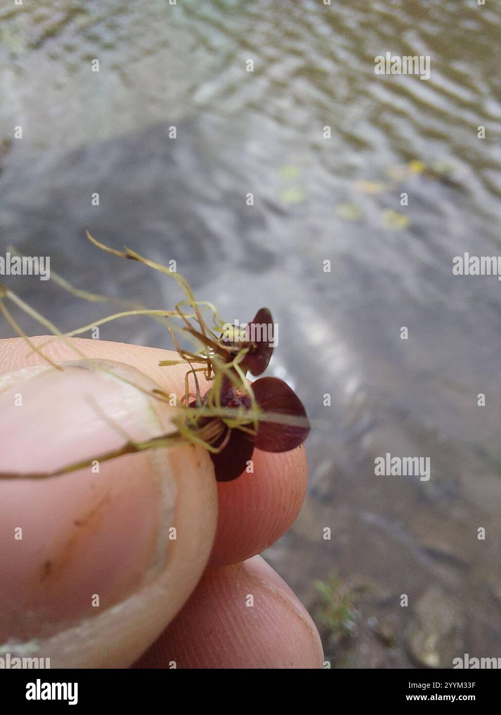 greater duckweed (Spirodela polyrhiza Stock Photo - Alamy